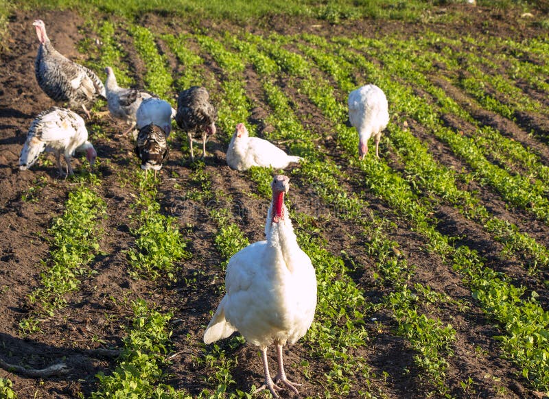 Grey Turkey on a Poultry Farm Stock Photo - Image of brown, summer ...