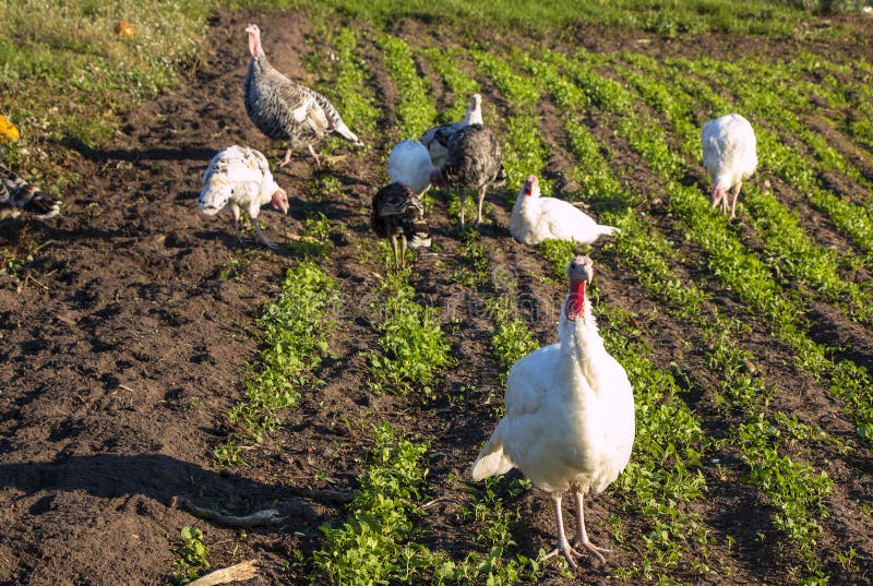 Flock of Turkeys on the Field Stock Photo - Image of healthy, curious ...
