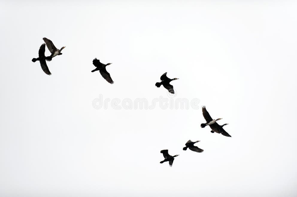 Flock in v shape stock photo. Image of fowl, bird, glide - 40320808