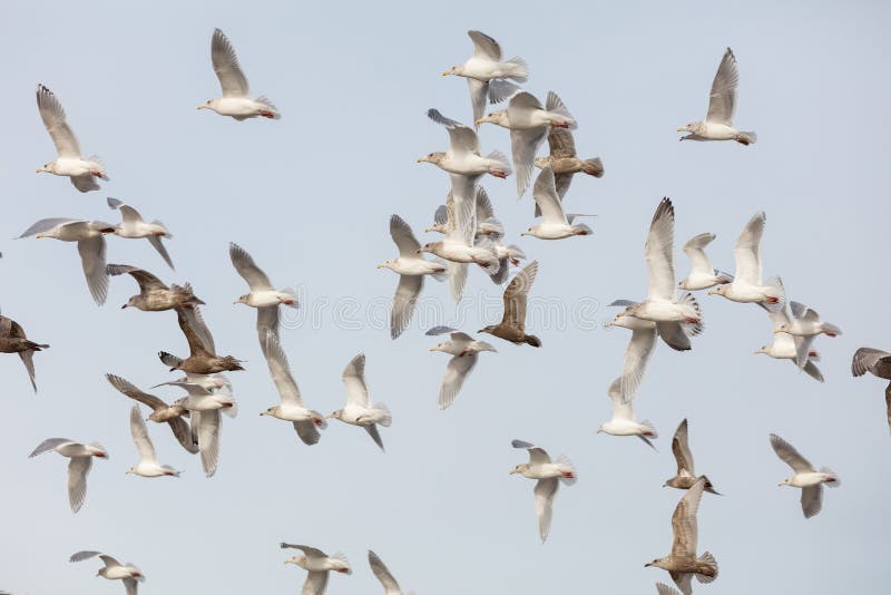 Flock of Various Species of Gulls in Flight Stock Image - Image of ...