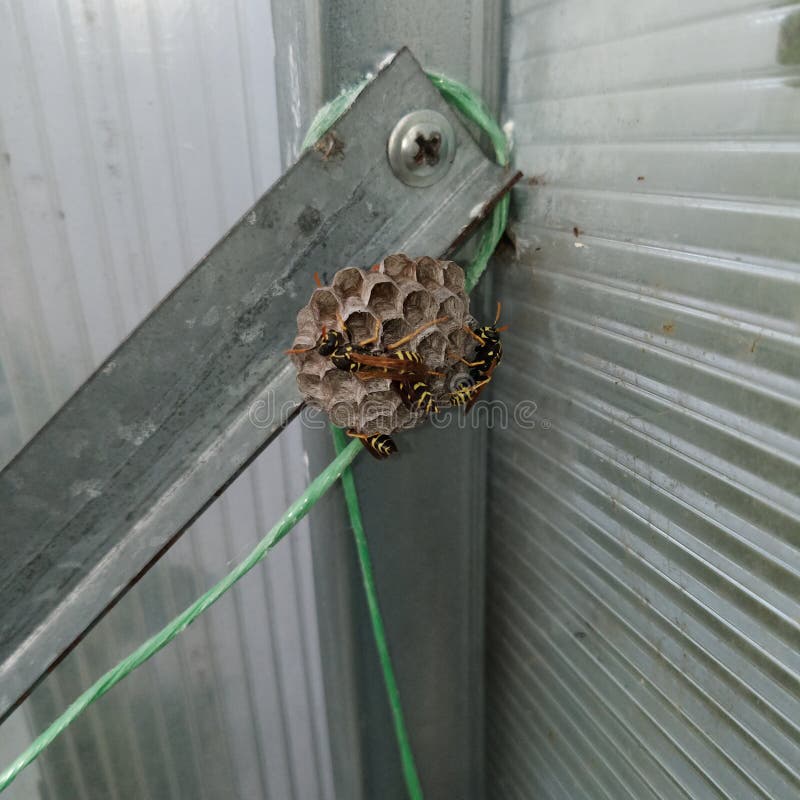 A Flock of Wasps Builds a Nest for Themselves. Hexagon Socket Cells ...