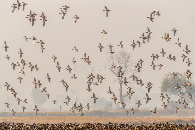 A Flock of Water Birds in Flight Stock Image - Image of aerial, crow ...