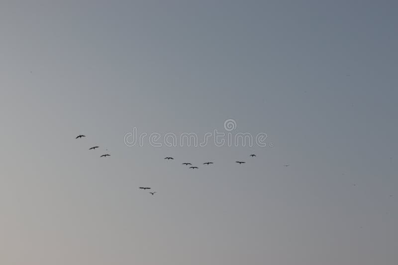 A Flock of 12 Water Birds Flying in the Sky in the Morning Stock Image ...