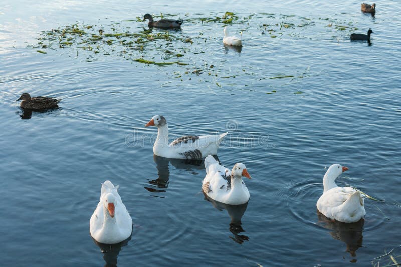 Flock of Waterbirds on Lake Stock Image - Image of waterbirds, ripples ...
