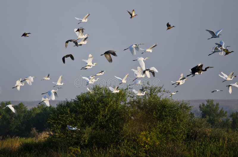 Flock of Waterfowl Flying Low Over the Marsh Stock Photo - Image of ...