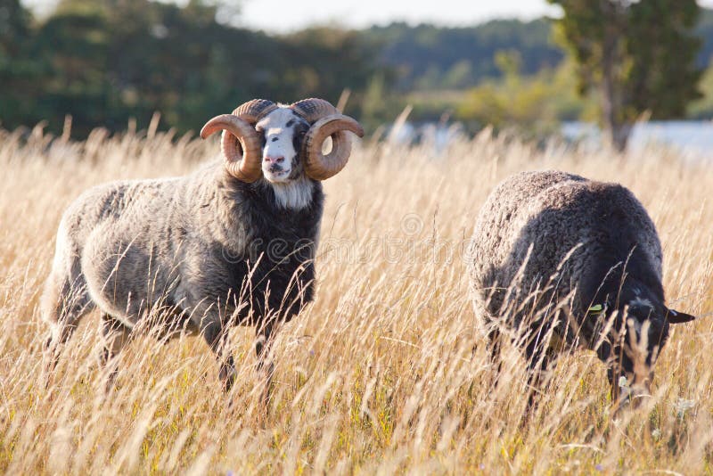 Flock of wheep.GN stock image. Image of sweden, outdoors - 37747563