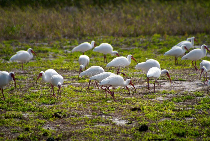 Ibis Colony stock image. Image of life, nature, curved - 34943513