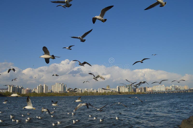 Flock Of White Birds Flying Picture. Image: 115550427