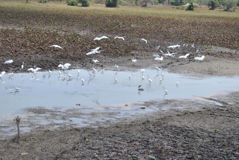 Flock of White Birds Flying Over a Pond Stock Image - Image of rock ...