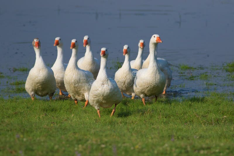 Flock of White Domestic Geese Marching Stock Image - Image of flower ...