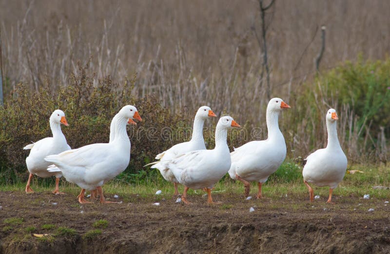 Flock of White Domestic Geese on the Pasture Stock Photo - Image of ...