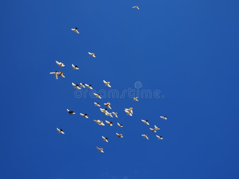 Flock of White Doves Flies in the Blue Sky Stock Image - Image of ...