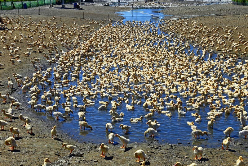 Flock of White Duck in a Duck Farm. Domestic Ducks Walk Around Stock ...