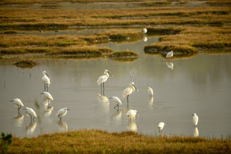Flock of White Egret Birds Perched in a Swamp Stock Photo - Image of ...