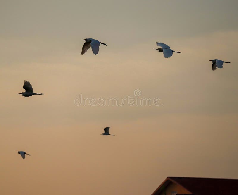 A Flock of White Egrets in Flight Stock Image - Image of evening, wing ...