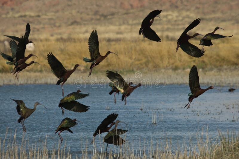 Flock of White Faced Ibis stock photo. Image of water - 9208958