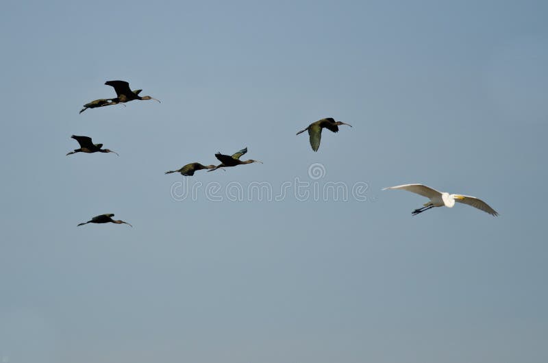 Flock of White-faced Ibis Flying in a Blue Sky Stock Photo - Image of ...