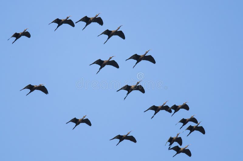 Flock of White-faced Ibis Flying in a Blue Sky Stock Photo - Image of ...