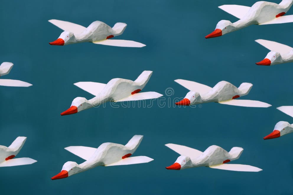 Flock of White Geese in Flight Stock Image - Image of white, wildlife ...