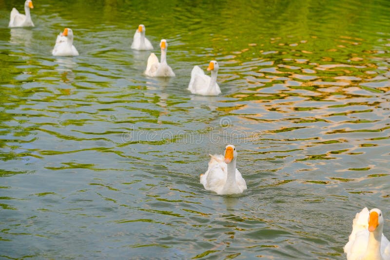 Flock of White Geese Floats in the Lake Water Stock Photo - Image of ...