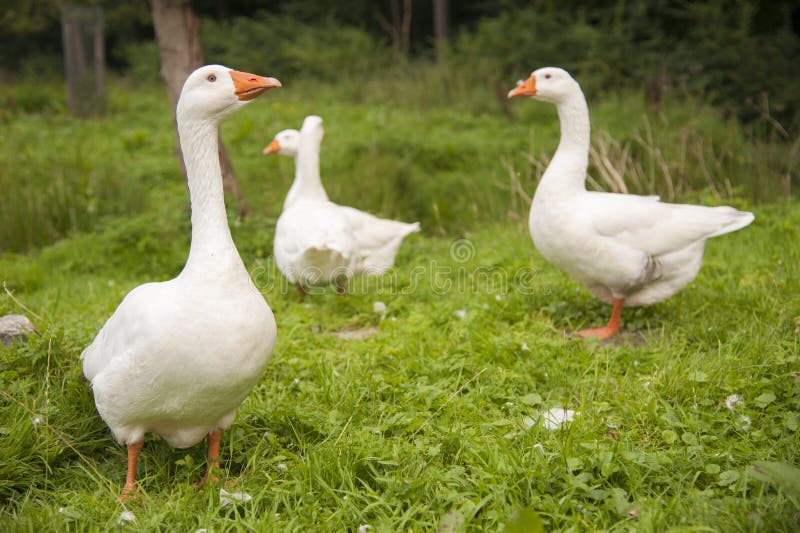 Flock of white geese stock image. Image of goose, animal - 141537071