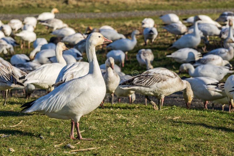 A Flock of White Geese in the Park Breeding British Columbia Canada ...
