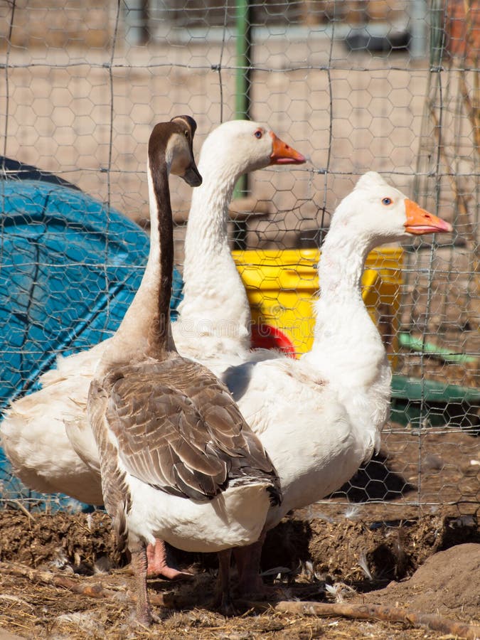 White Geese stock photo. Image of domestic, animals - 284028162