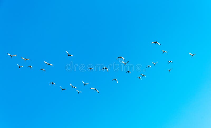 Flock of white Ibis birds stock photo. Image of birds - 124378260