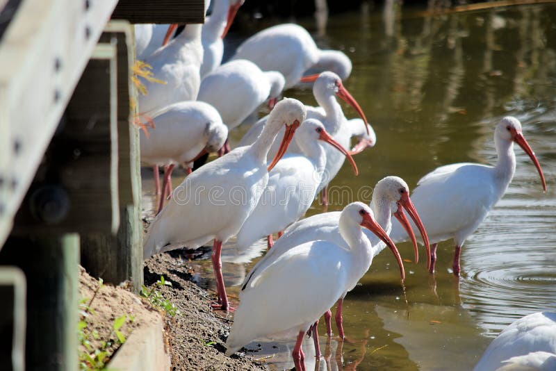 347 Ibis Flock Florida Stock Photos - Free & Royalty-Free Stock Photos ...