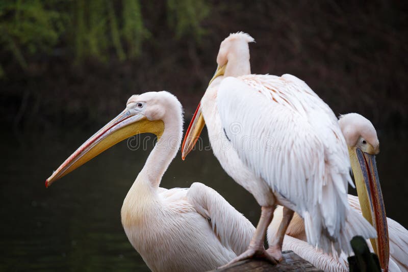Flock of White Pelicans on the Lake Stock Image - Image of park ...