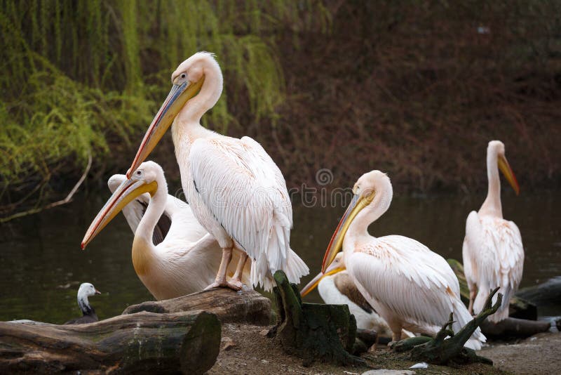 Flock of White Pelicans on the Lake Stock Image - Image of outdoors ...