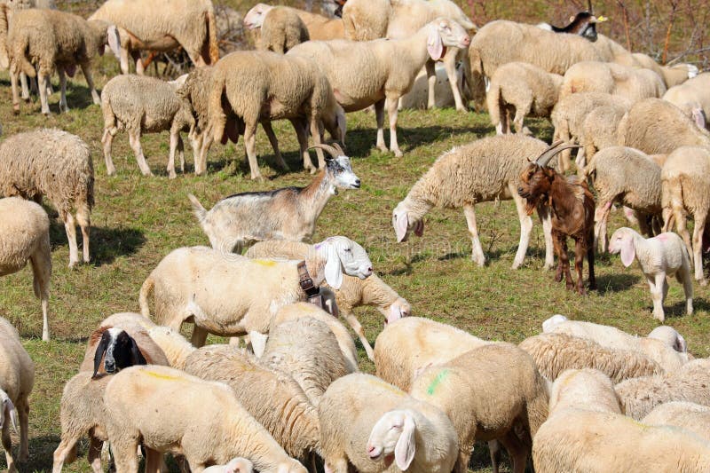 Flock of White Sheep Grazing in a Field on a Farm Stock Photo - Image ...
