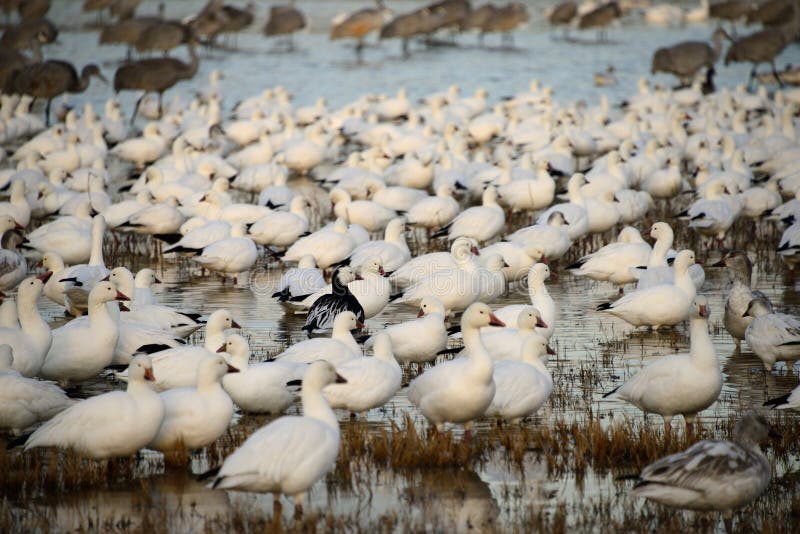 Flock of White Snow Geese in Marsh Stock Photo - Image of seabird ...