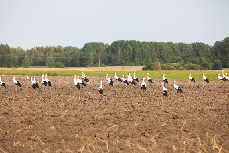 Flock of white storks stock photo. Image of outdoor, feather - 51023908