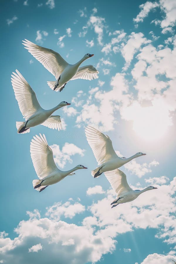 A Flock of White Swans Flying through a Blue Sky with Clouds Stock ...