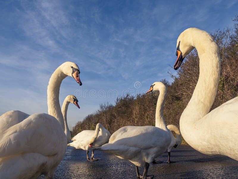Flock Of Swans Taking Off From Water In Flight Swan Flying Stock Image ...
