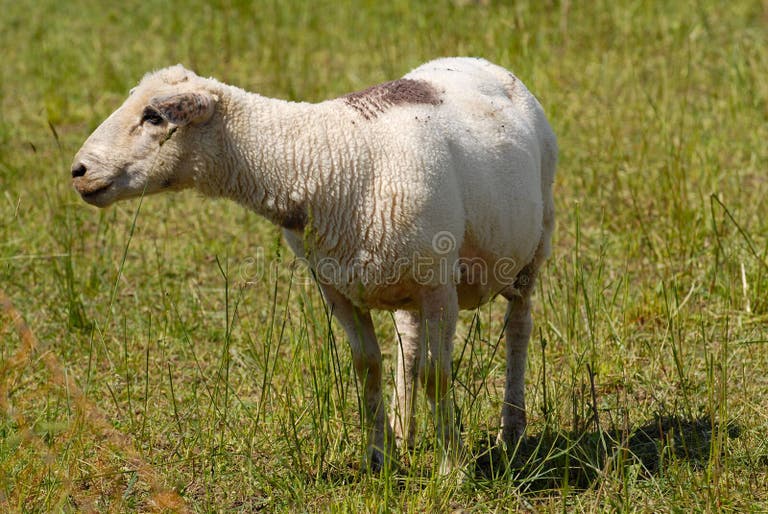Flock of White Swiss Sheep Standing Outdoors Stock Image - Image of ...