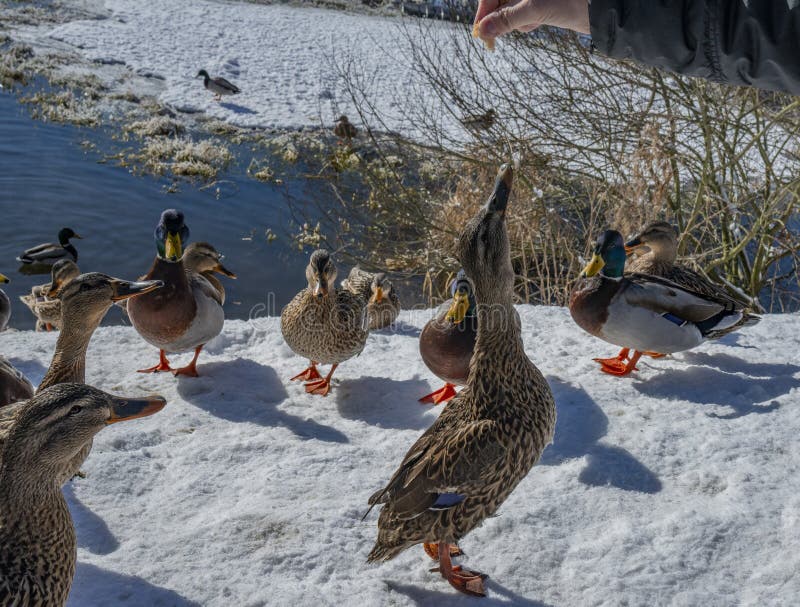 A flock of wild ducks stock image. Image of nature, animals - 138674553