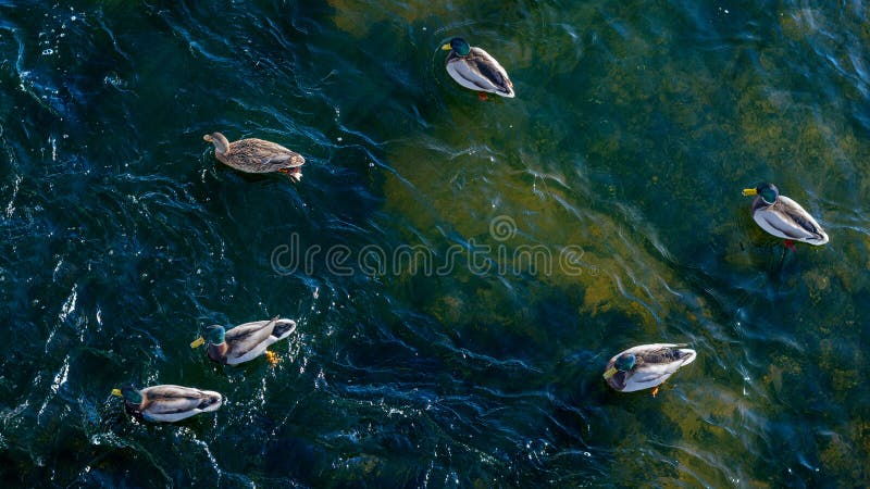 Flock of Wild Ducks Floating on Lake from View Top Stock Photo - Image ...