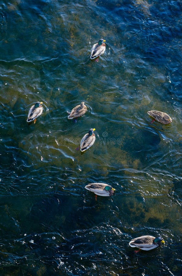 Flock of Wild Ducks Floating on Lake from View Top Stock Image - Image ...