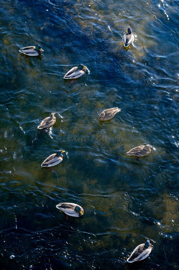 Flock of Wild Ducks Floating on Lake from View Top Stock Photo - Image ...