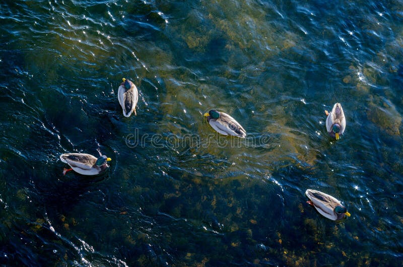Flock of Wild Ducks Floating on Lake from View Top Stock Image - Image ...
