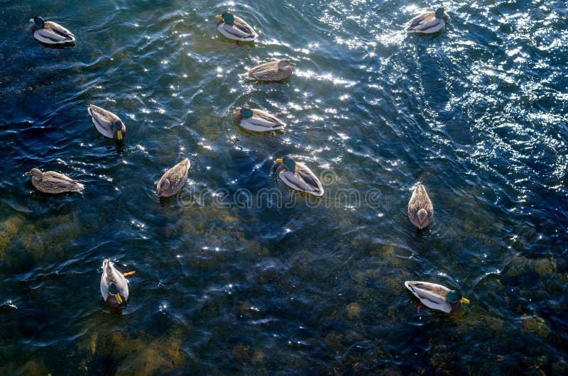 Flock of Wild Ducks Floating on Lake from View Top Stock Image - Image ...