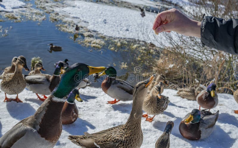A flock of wild ducks stock image. Image of ecology - 138674665