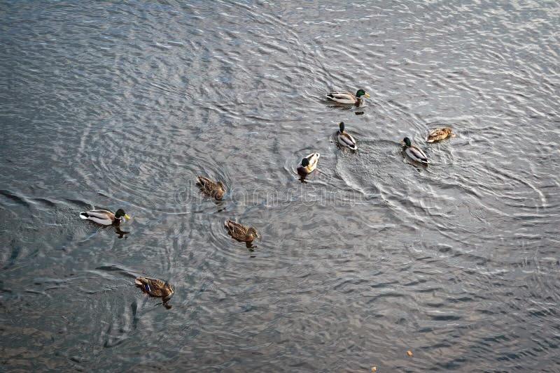 A Flock of Wild Ducks on a River in the Fall. View from Above Stock ...