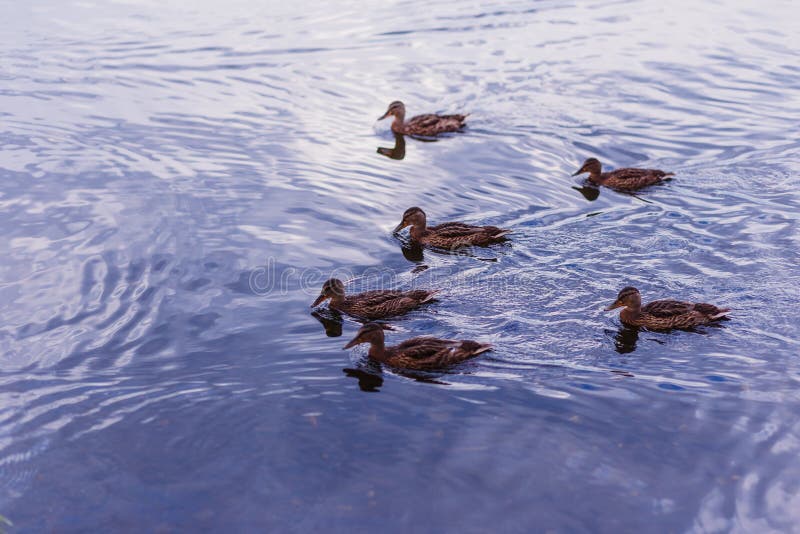 A Flock of Wild Ducks in the Water Stock Image - Image of nature ...
