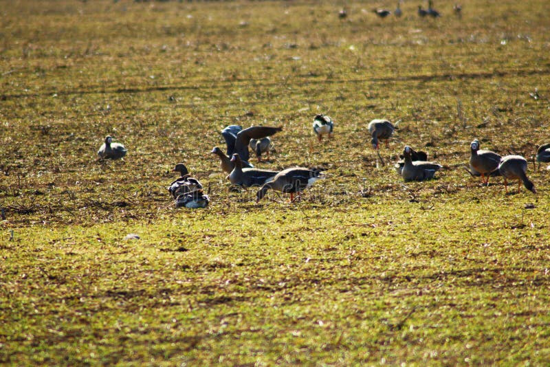 A Flock of Wild Osceola Turkeys in Florida Stock Photo - Image of ...