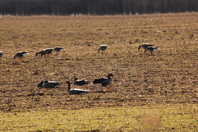Spring Migration stock photo. Image of wing, canada, migration - 2173530