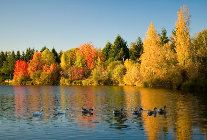 Flock of Wild Geese in Fall Forest Stock Photo - Image of october ...