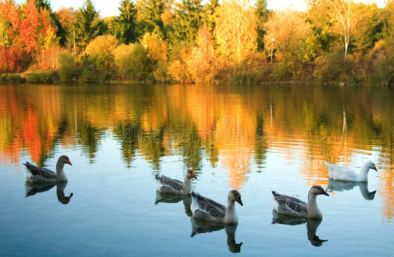 Flock of Wild Geese in Fall Forest Stock Photo - Image of october ...